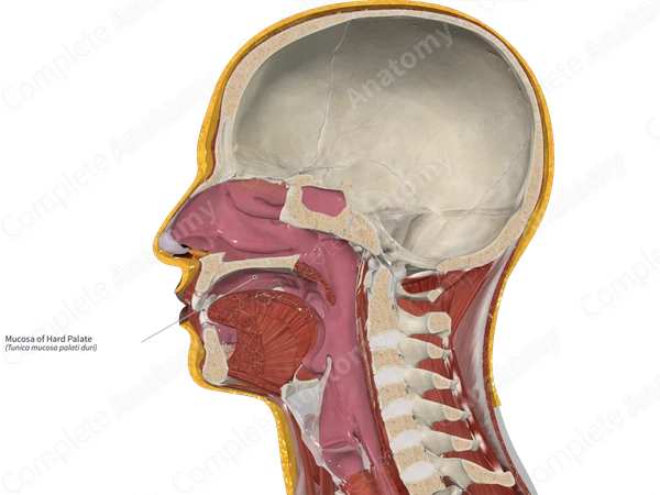 Mucosa of Hard Palate | Complete Anatomy