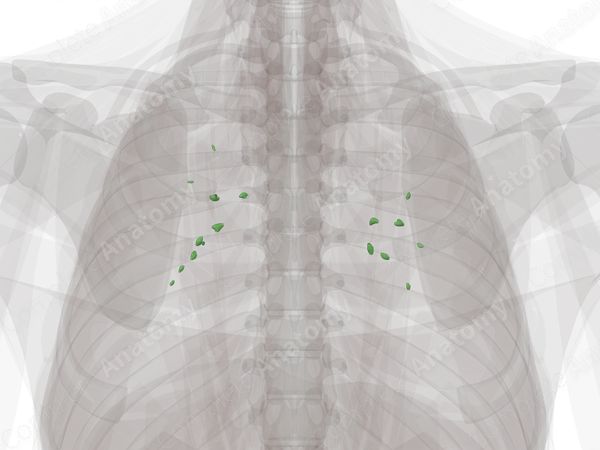 Pulmonary Lymph Nodes | Complete Anatomy
