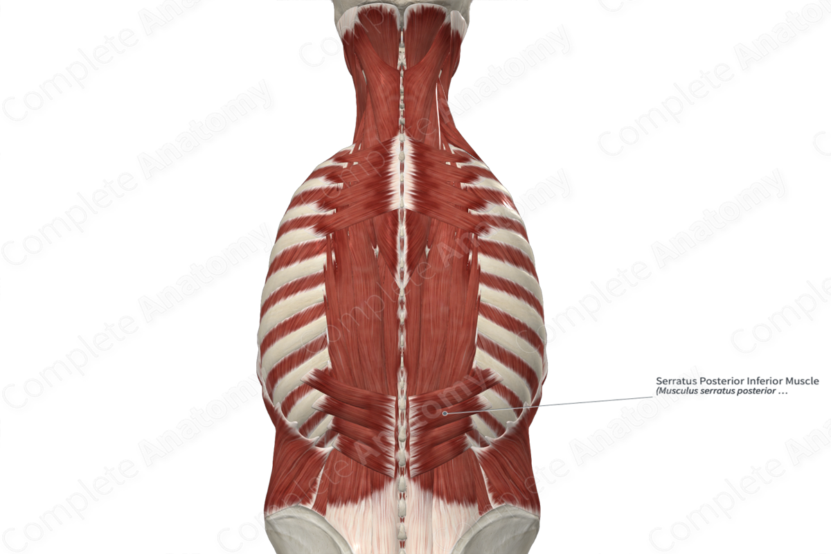 Serratus Posterior Inferior Muscle | Complete Anatomy