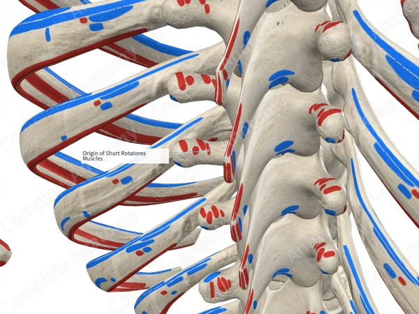 Origin of Short Rotatores Muscles | Complete Anatomy