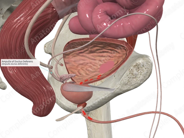 Ampulla of Ductus Deferens | Complete Anatomy