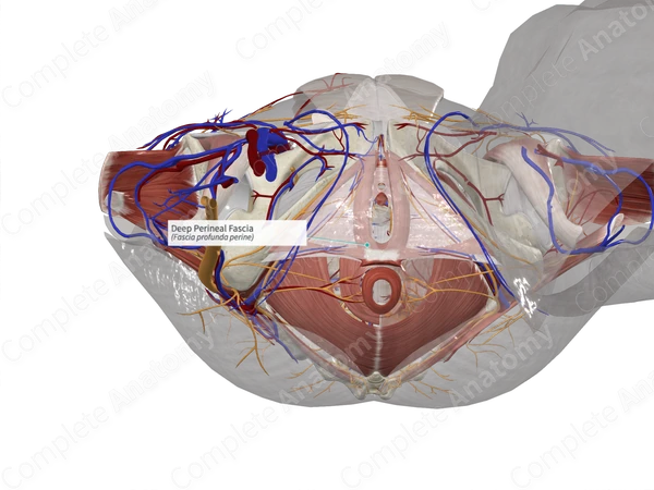 Deep Perineal Fascia | Complete Anatomy