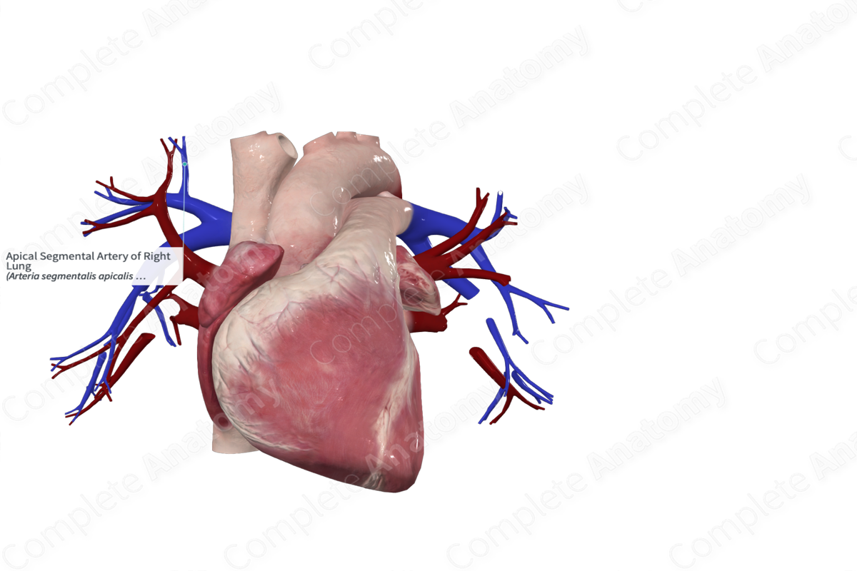 Apical Segmental Artery of Right Lung | Complete Anatomy