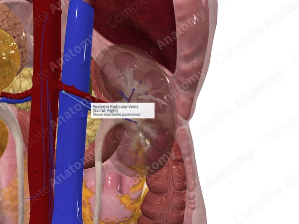 Posterior Radicular Veins (Sacral; Right) | Complete Anatomy