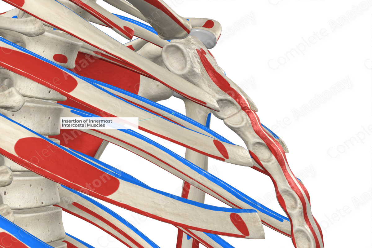 Insertion of Innermost Intercostal Muscles | Complete Anatomy