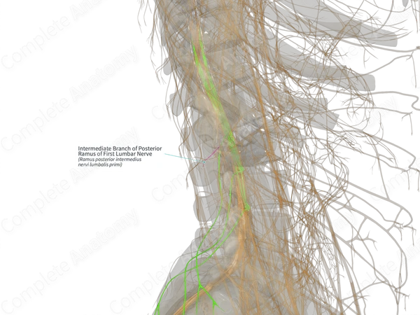 Intermediate Branch of Posterior Ramus of First Lumbar Nerve (Right ...