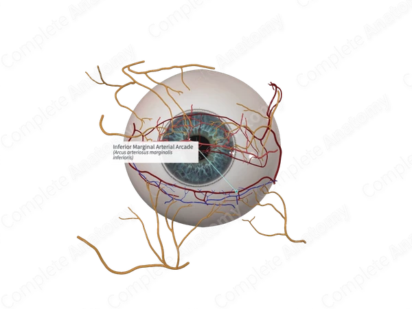 Inferior Marginal Arterial Arcade | Complete Anatomy