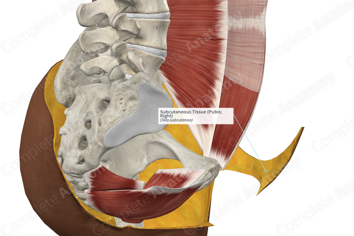 Subcutaneous Tissue Pubis Right Complete Anatomy