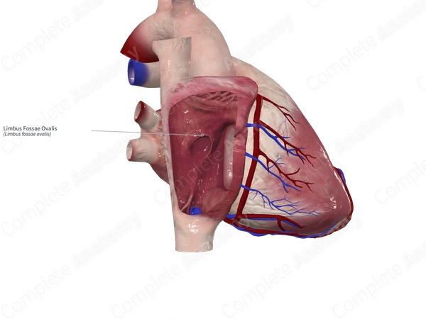Limbus Fossae Ovalis | Complete Anatomy