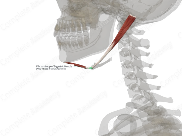 Fibrous Loop of Digastric Muscle (Left) | Complete Anatomy