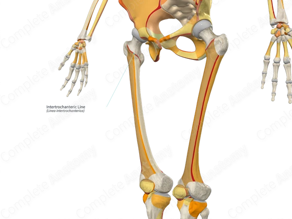 Intertrochanteric Line | Complete Anatomy