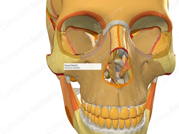 Nasal Notch | Complete Anatomy