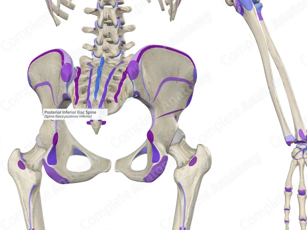Posterior Inferior Iliac Spine | Complete Anatomy