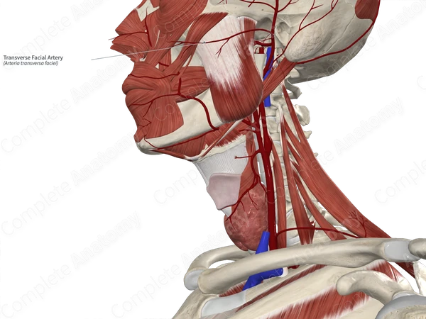 Transverse Facial Artery | Complete Anatomy