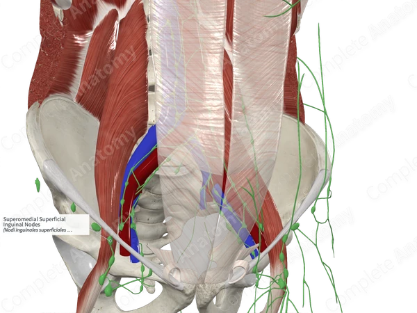 Superomedial Superficial Inguinal Nodes | Complete Anatomy