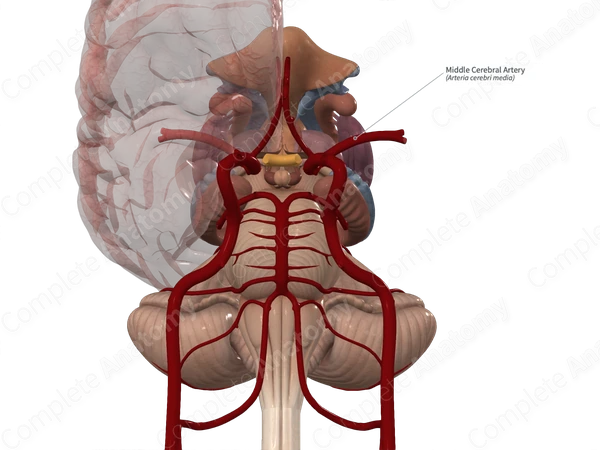 Middle Cerebral Artery | Complete Anatomy