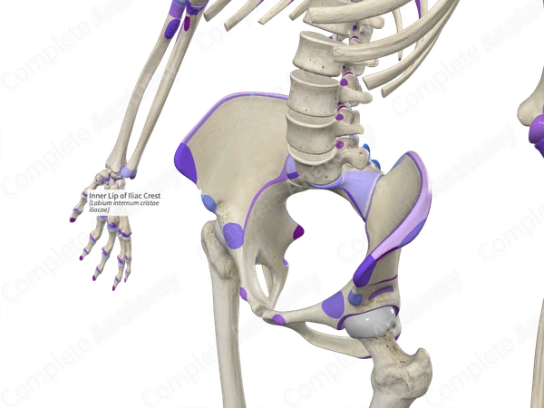 Inner Lip of Iliac Crest | Complete Anatomy