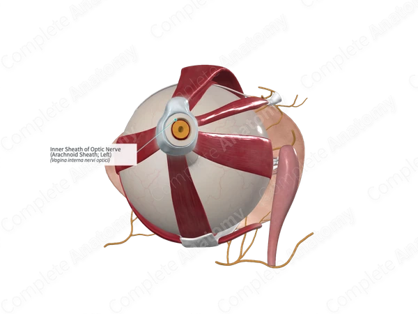 Inner Sheath of Optic Nerve (Arachnoid Sheath; Left) | Complete Anatomy