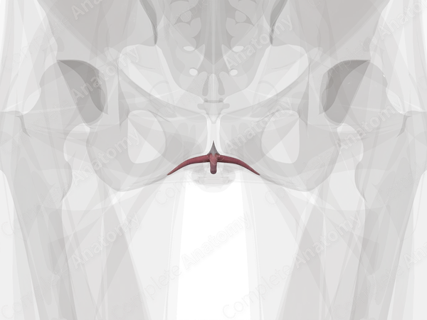 Clitoris | Complete Anatomy