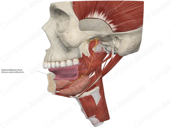 Submandibular Duct | Complete Anatomy