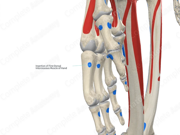 Insertion of First Dorsal Interosseous Muscle of Hand | Complete Anatomy