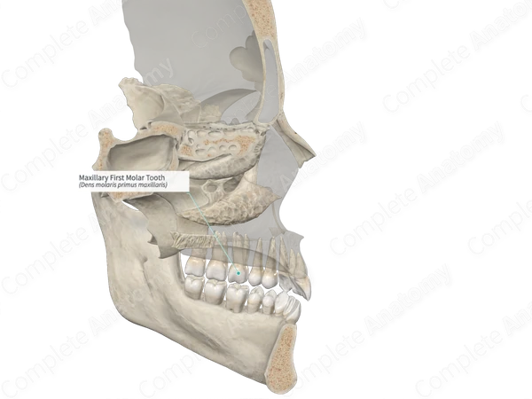 Maxillary First Molar Tooth | Complete Anatomy