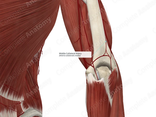 Middle Collateral Artery | Complete Anatomy