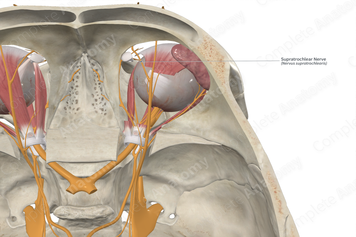 Supratrochlear Nerve Complete Anatomy