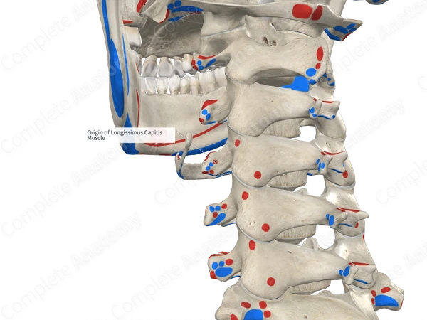 Origin of Longissimus Capitis Muscle | Complete Anatomy