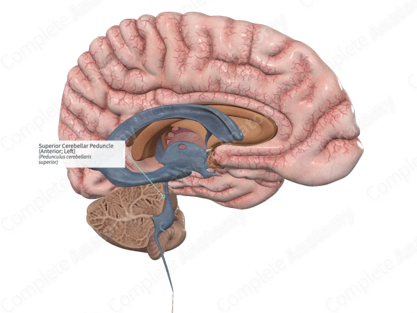 Superior Cerebellar Peduncle (Anterior; Left) | Complete Anatomy