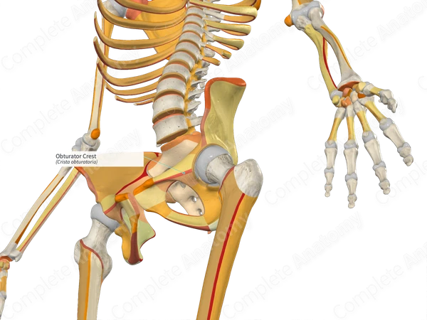 Obturator Crest | Complete Anatomy