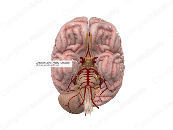 Anterior Spinal Artery (Cervical) | Complete Anatomy