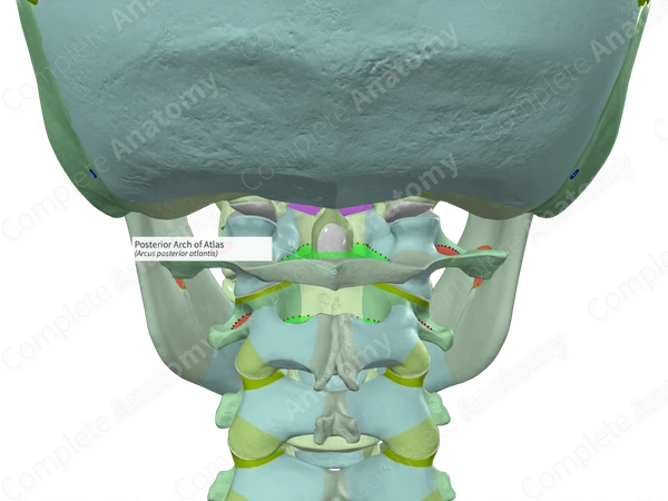 Posterior Arch of Atlas | Complete Anatomy
