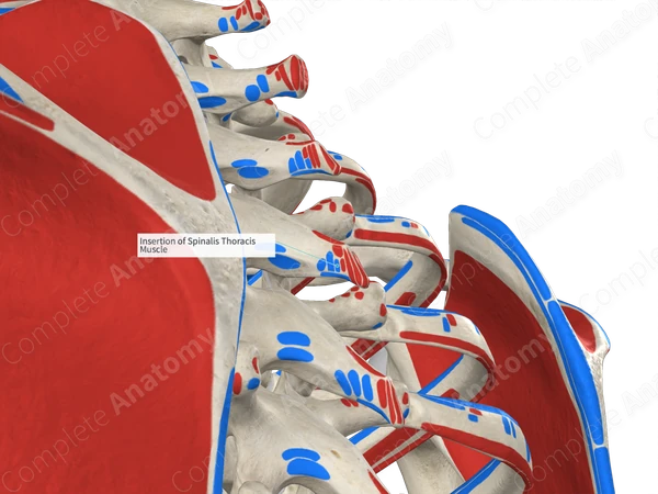 Insertion of Spinalis Thoracis Muscle | Complete Anatomy