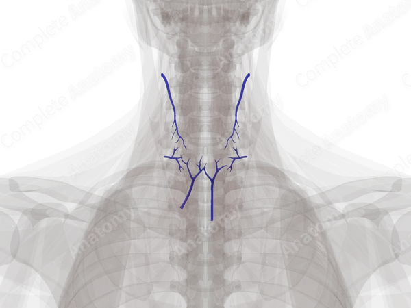 Veins of Thyroid Gland | Complete Anatomy