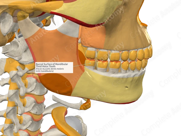 Buccal Surface of Mandibular Third Molar Tooth | Complete Anatomy