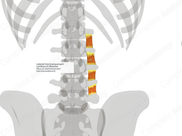 Lateral Intertransversarii Lumborum Muscles (Right) | Complete Anatomy