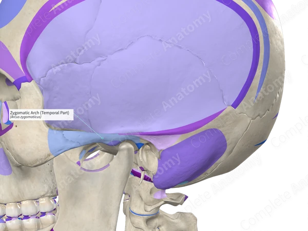 Zygomatic Arch (Temporal Part) | Complete Anatomy