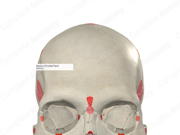 Nasion (Frontal Part) | Complete Anatomy
