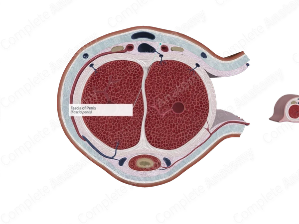 Fascia of Penis | Complete Anatomy