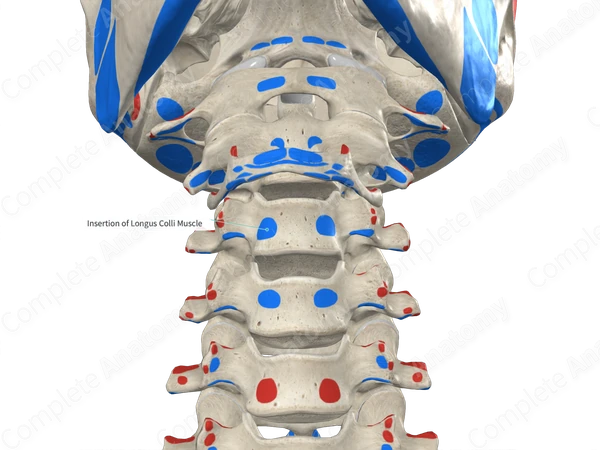 Insertion of Longus Colli Muscle | Complete Anatomy