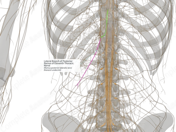 Lateral Branch of Posterior Ramus of Eleventh Thoracic Nerve (Left ...