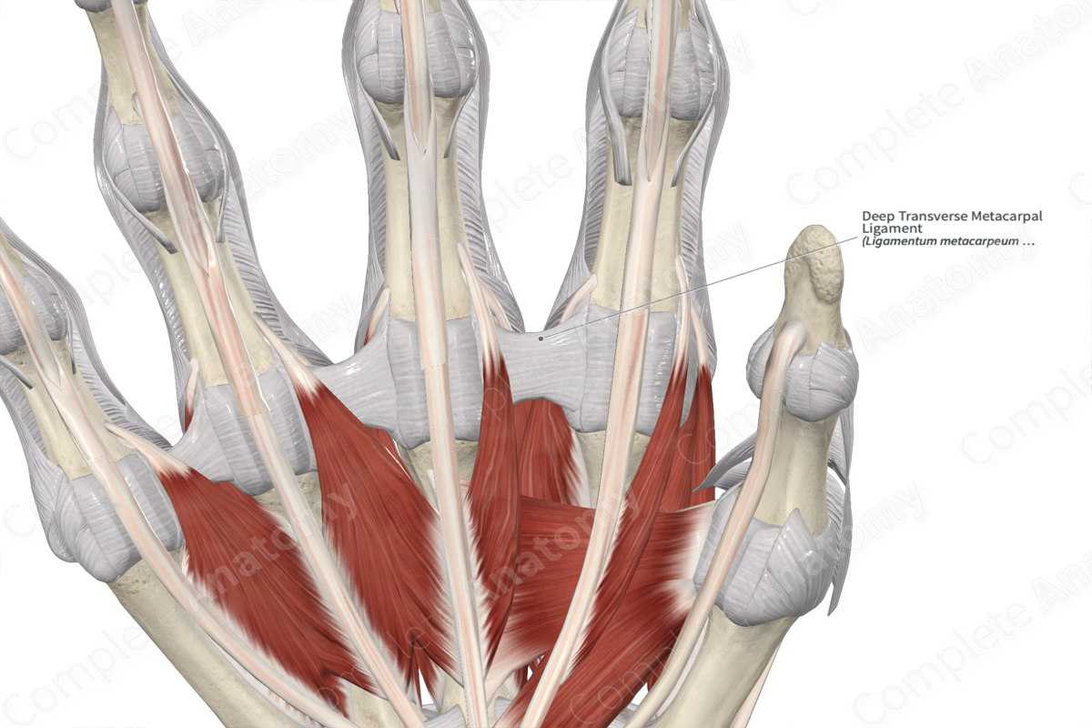 Deep Transverse Metacarpal Ligament | Complete Anatomy