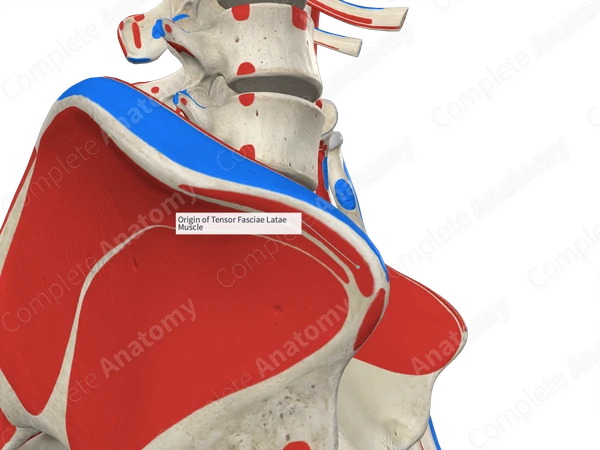 Origin of Tensor Fasciae Latae Muscle | Complete Anatomy