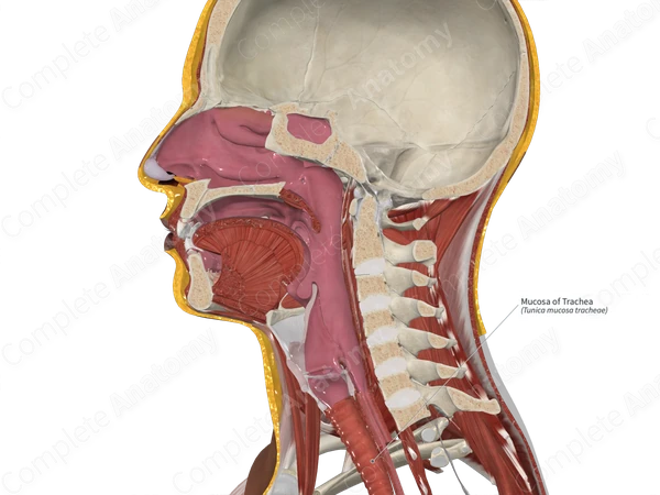 Mucosa of Trachea | Complete Anatomy