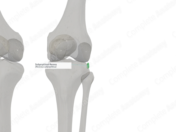 Subpopliteal Recess (Right) | Complete Anatomy