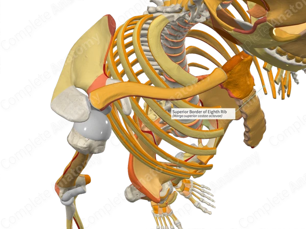 Superior Border of Eighth Rib | Complete Anatomy