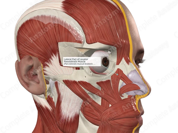 Lateral Part of Levator Nasolabialis Muscle | Complete Anatomy