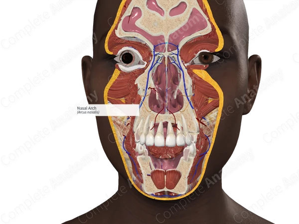 Nasal Arch | Complete Anatomy