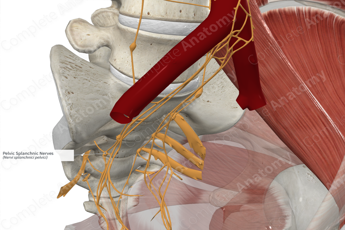 Pelvic Splanchnic Nerves Complete Anatomy